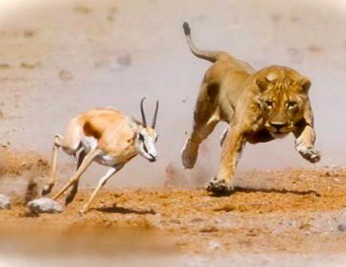 5 ejemplos de depredación y definición - Yavendrás