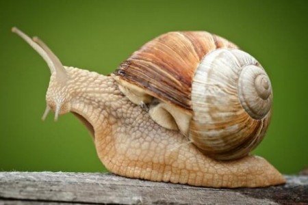 11 ejemplos de moluscos y definición - Yavendrás